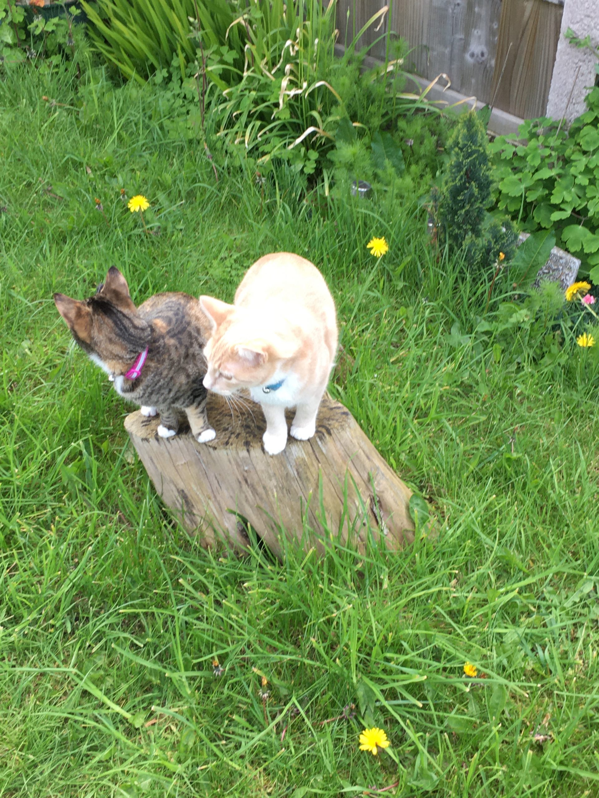 OUTDOOR FREEDOM! - TAILOFTWOKITTIES