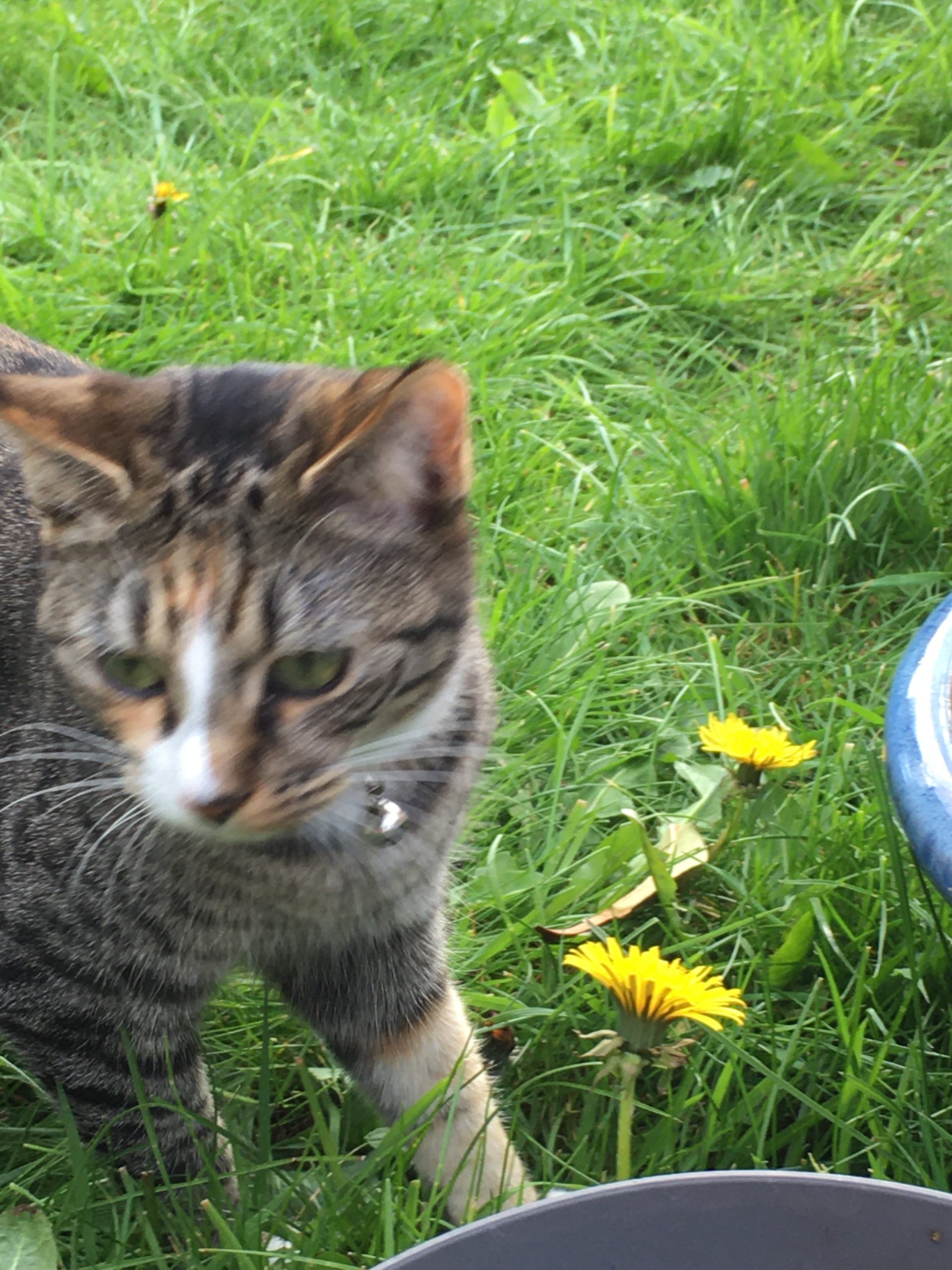 OUTDOOR FREEDOM! - TAILOFTWOKITTIES